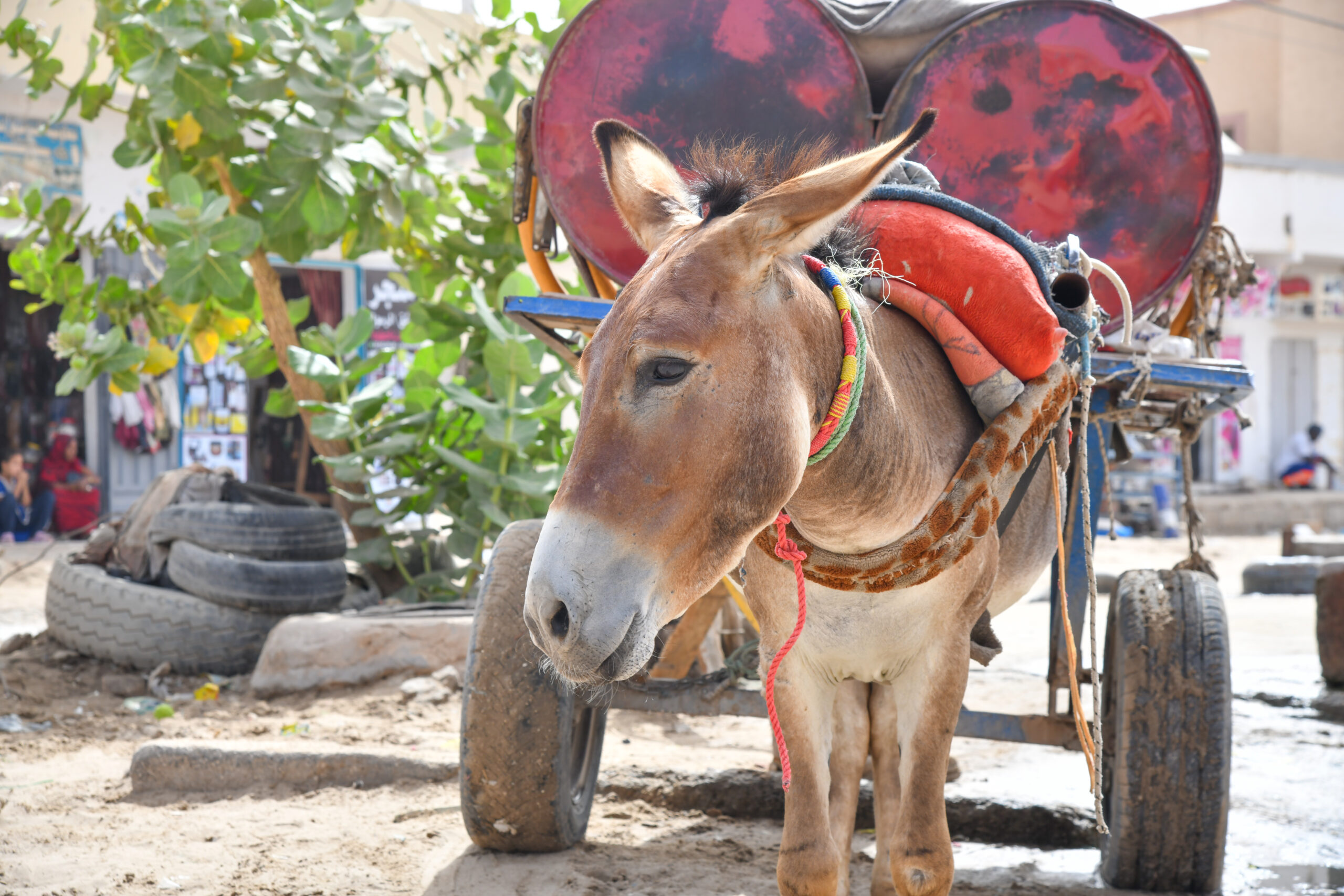 International Working Animal Day - Working Animals International Australia